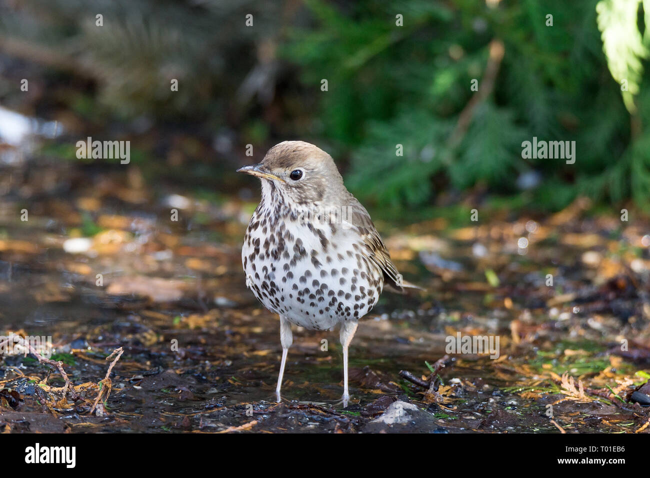 song thrush on the ground in the spring Stock Photo - Alamy