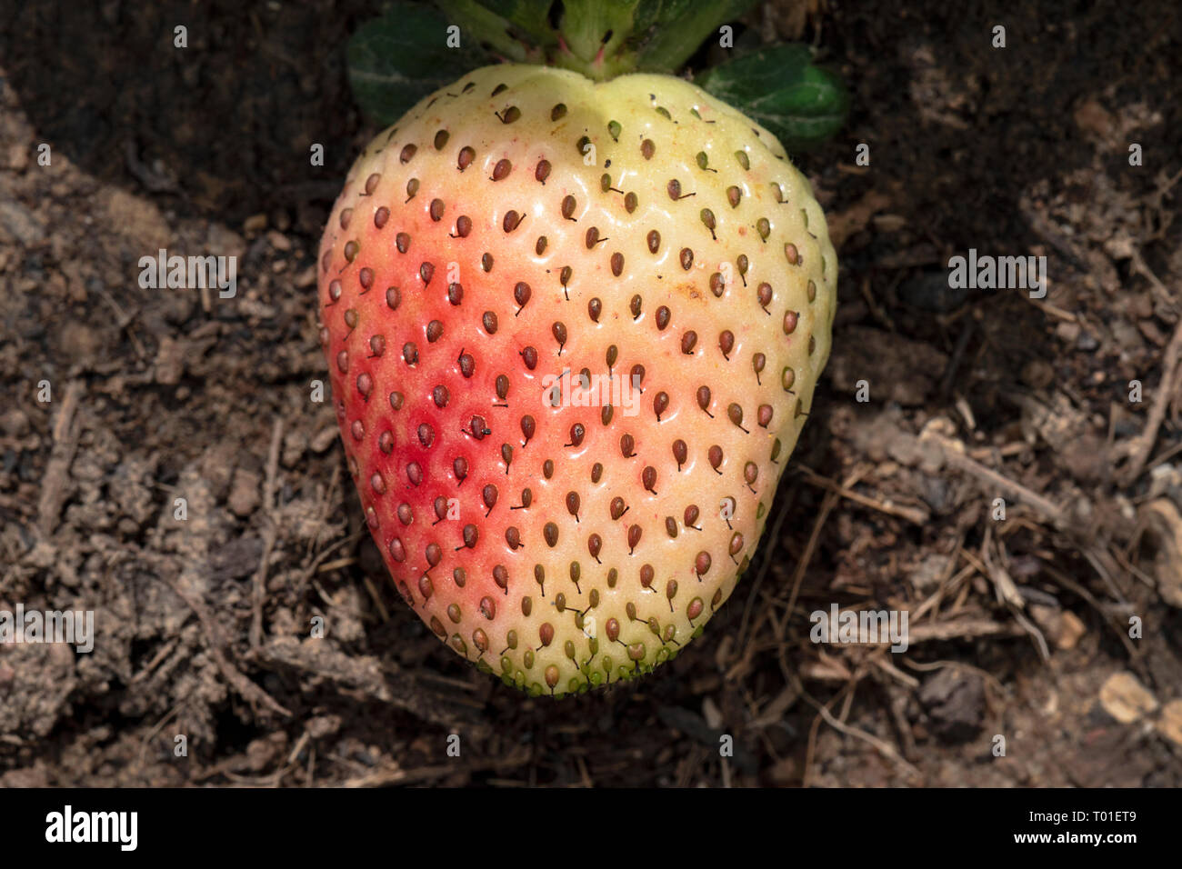 an unripe strawberry growing in a garden on natural brown soil that is ...