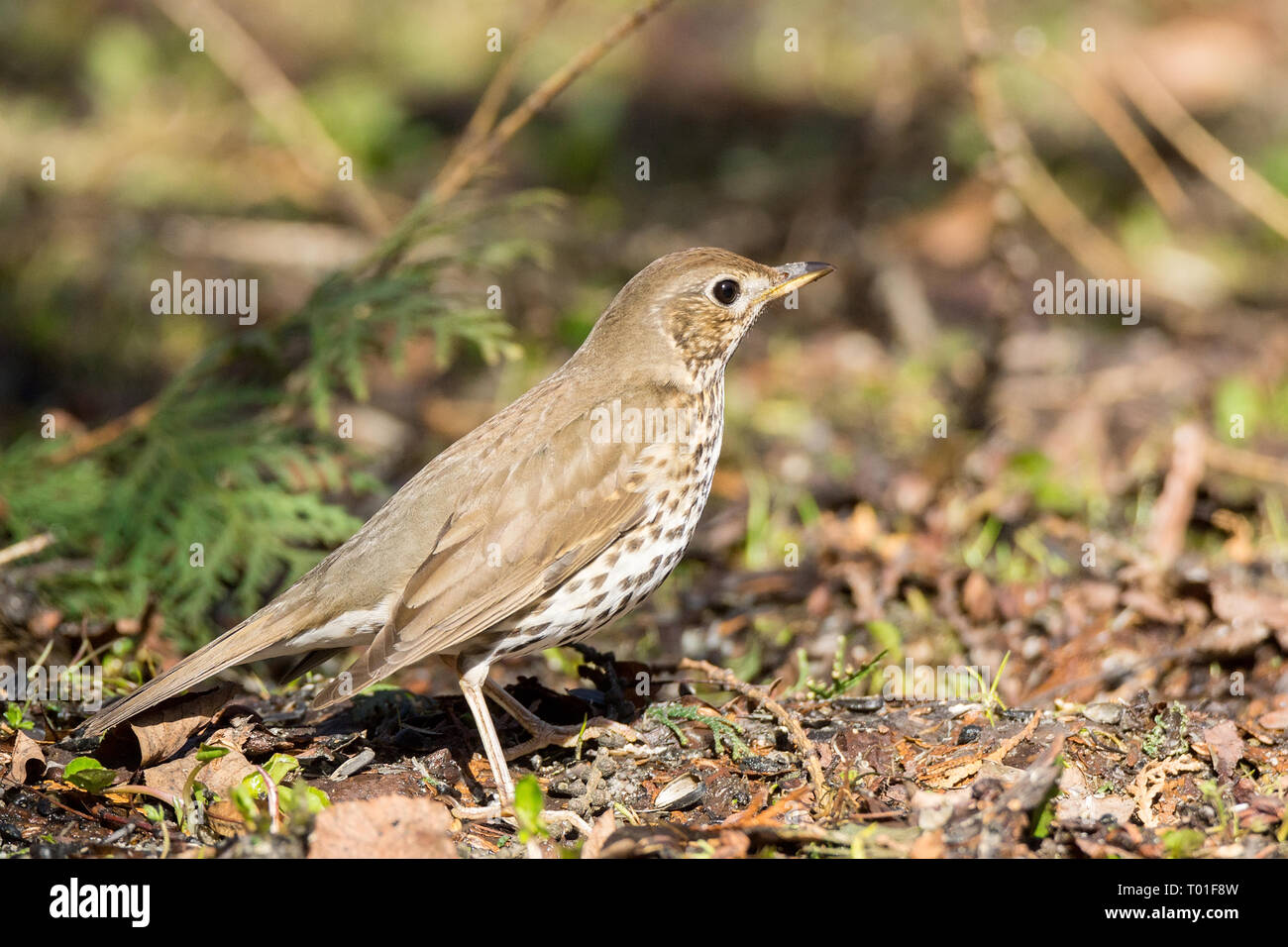 song thrush on the ground in the spring Stock Photo - Alamy