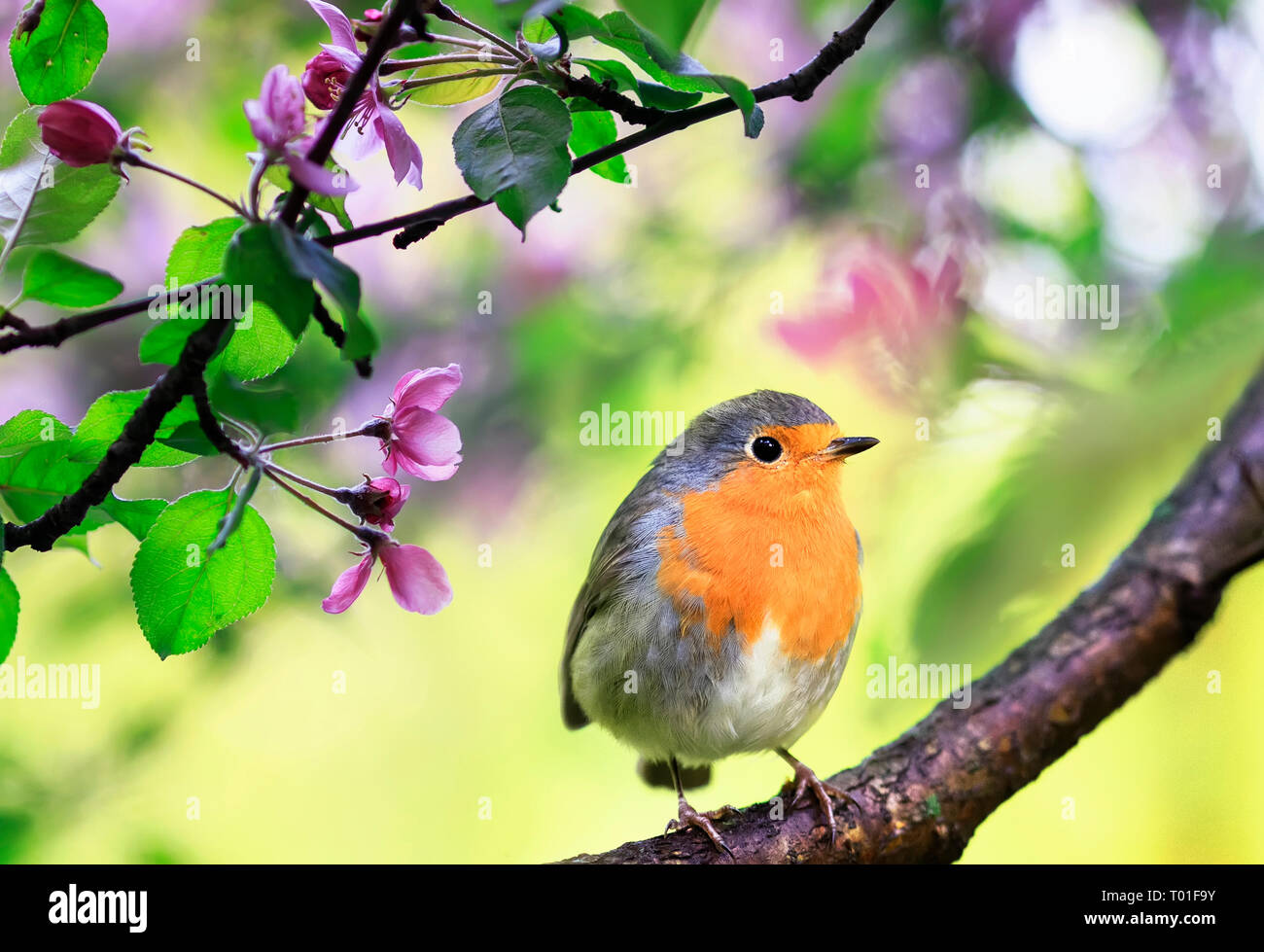 Robin in blossom tree hi-res stock photography and images - Alamy