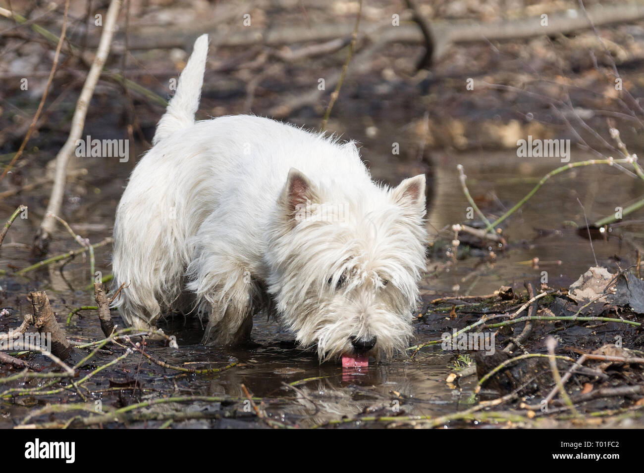 little white dog drinking water from a puddle Stock Photo - Alamy