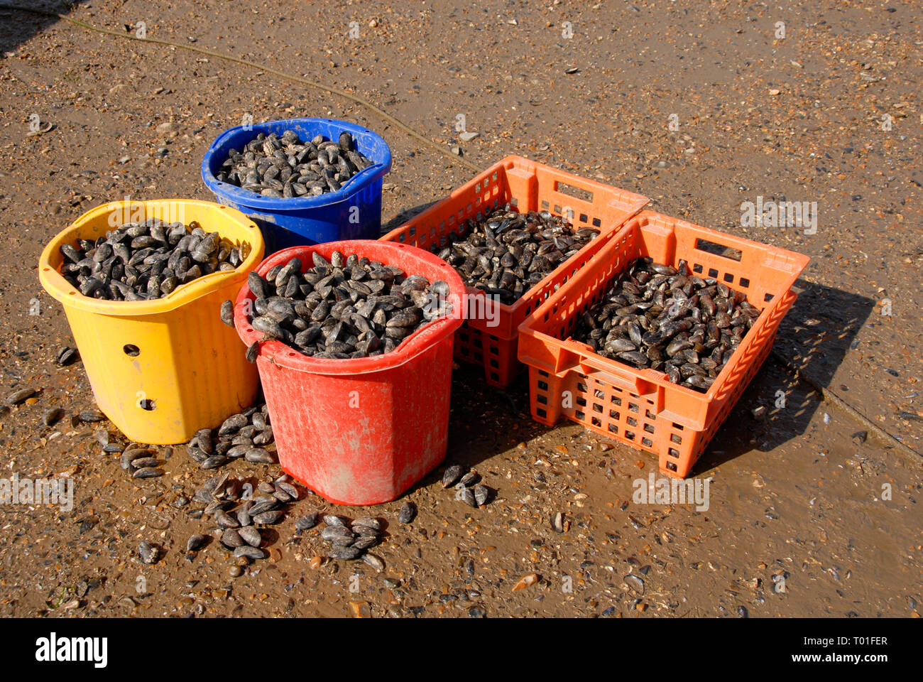 Three tubs and two crates of Brancaster mussels, Norfolk Stock Photo ...