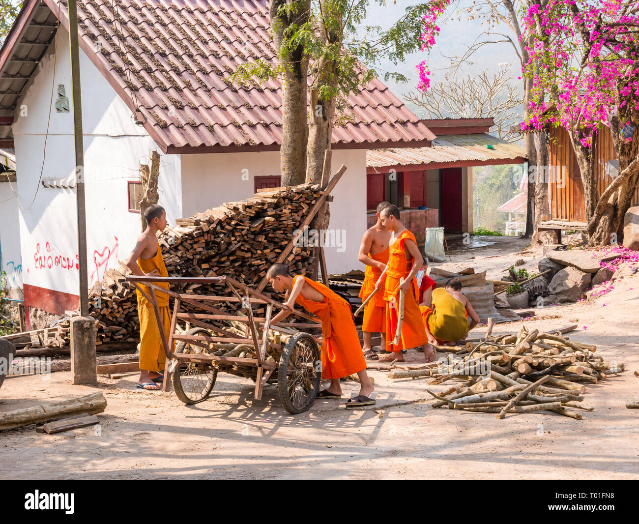 Young Buddhist monks working collecting wood, Wat Phoy Khuay monastery ...