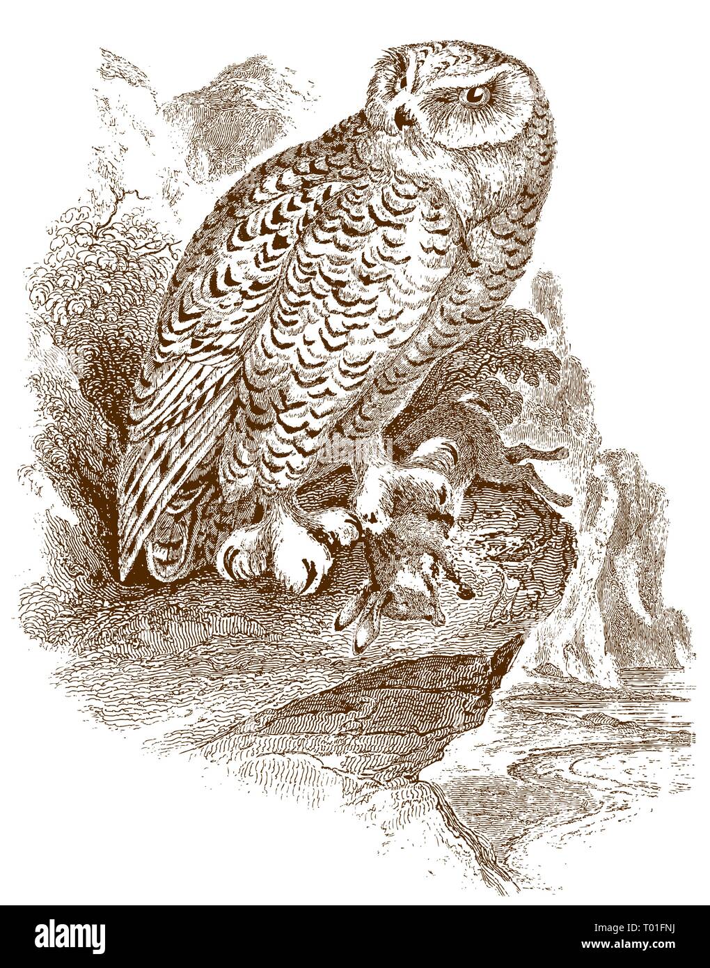 Owl holding rabbit prey hi-res stock photography and images - Alamy