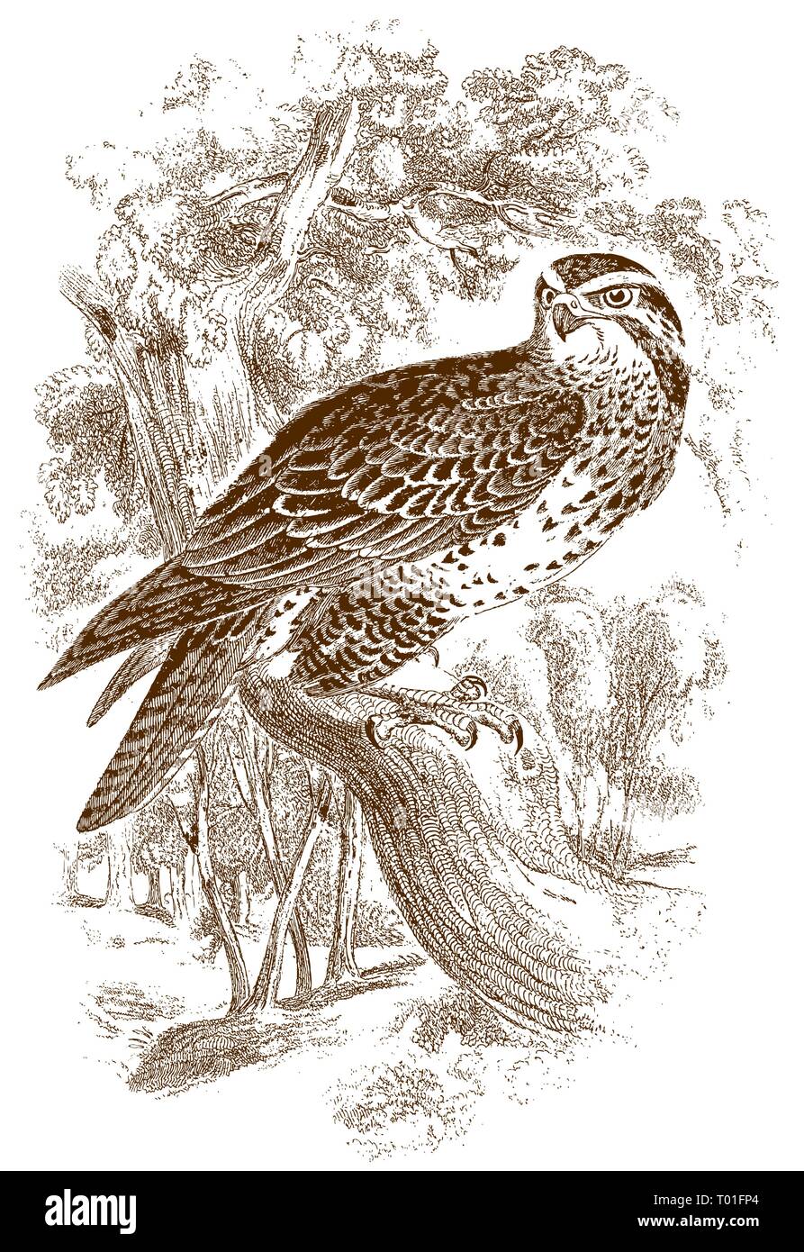 Buzzard sitting Stock Vector Images - Alamy