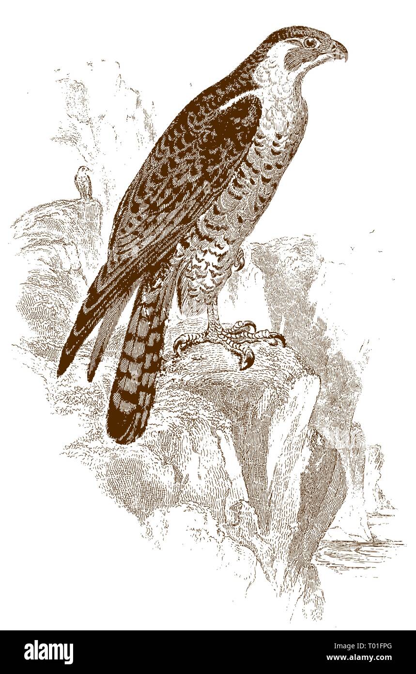 Peregrine falcon (falco peregrinus) in side view, sitting on a rock by ...