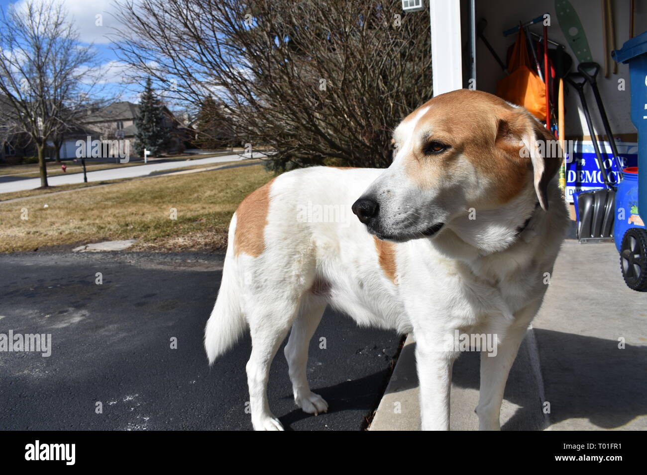 Dog standing in yard day hi-res stock photography and images - Alamy