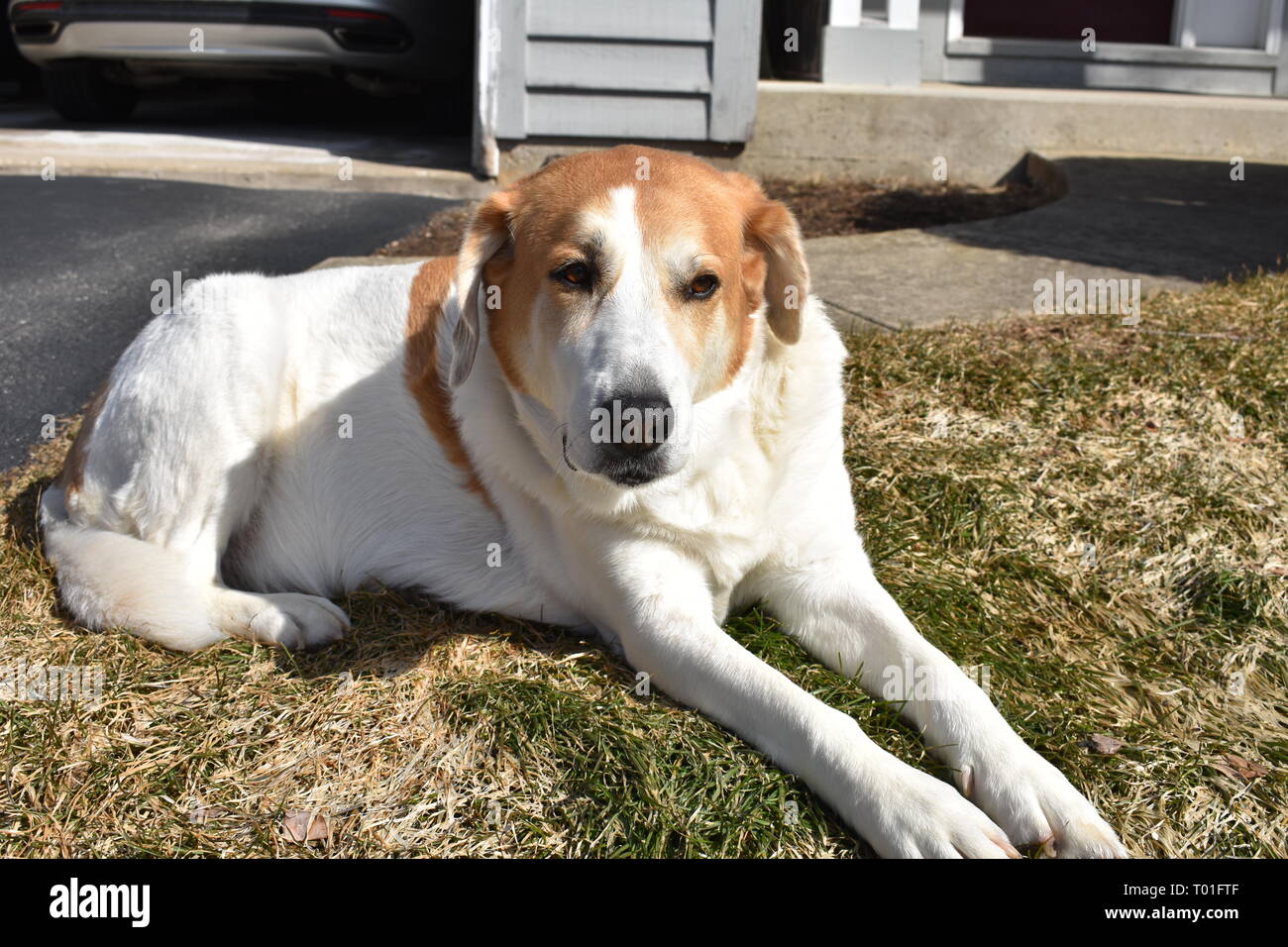 Dog standing in yard day hi-res stock photography and images - Alamy