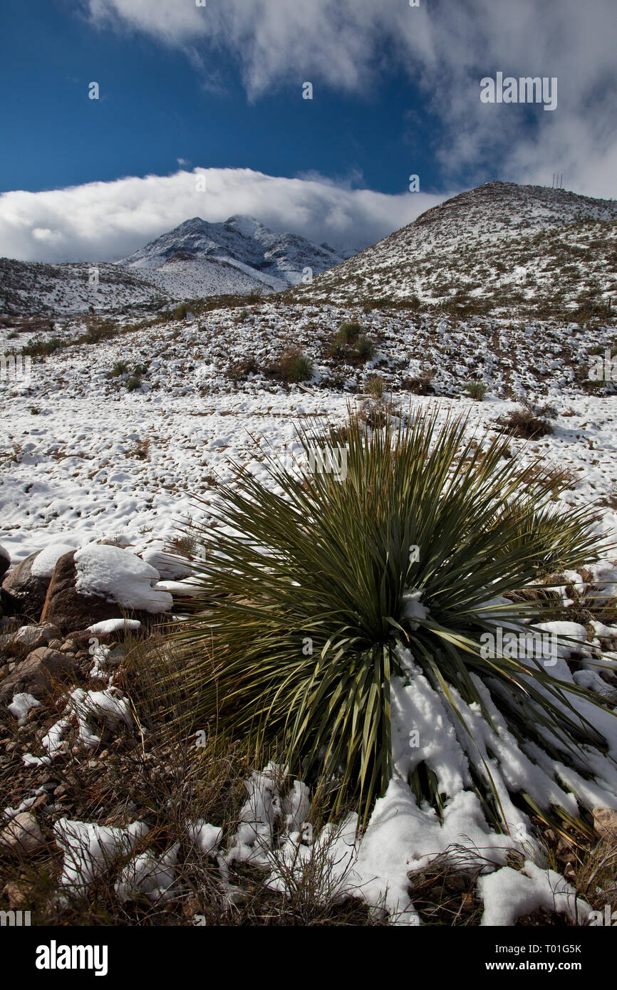 Texas snowstorm hi-res stock photography and images - Alamy