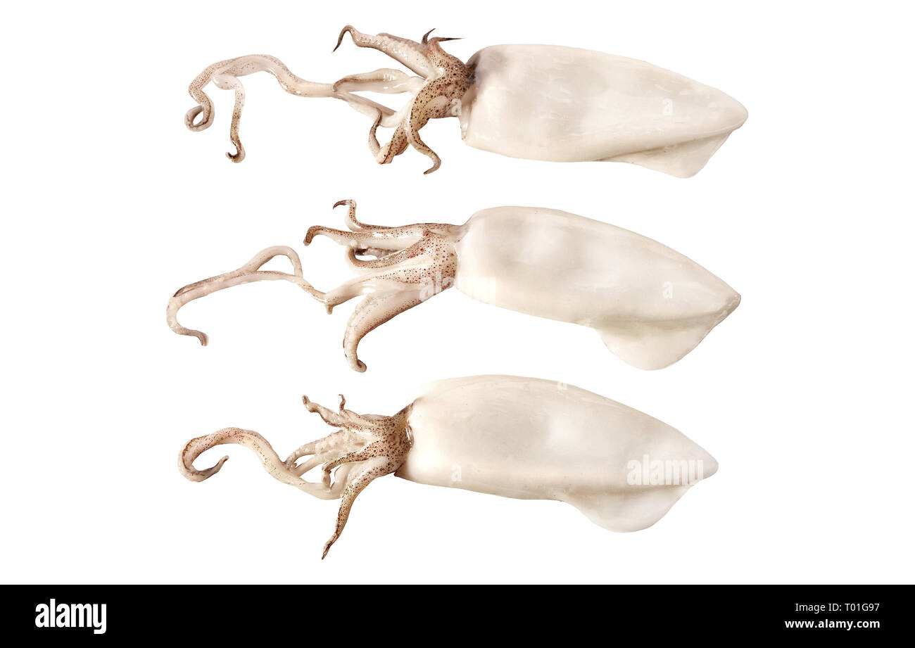 Three young baby squid isolated on white background Stock Photo - Alamy
