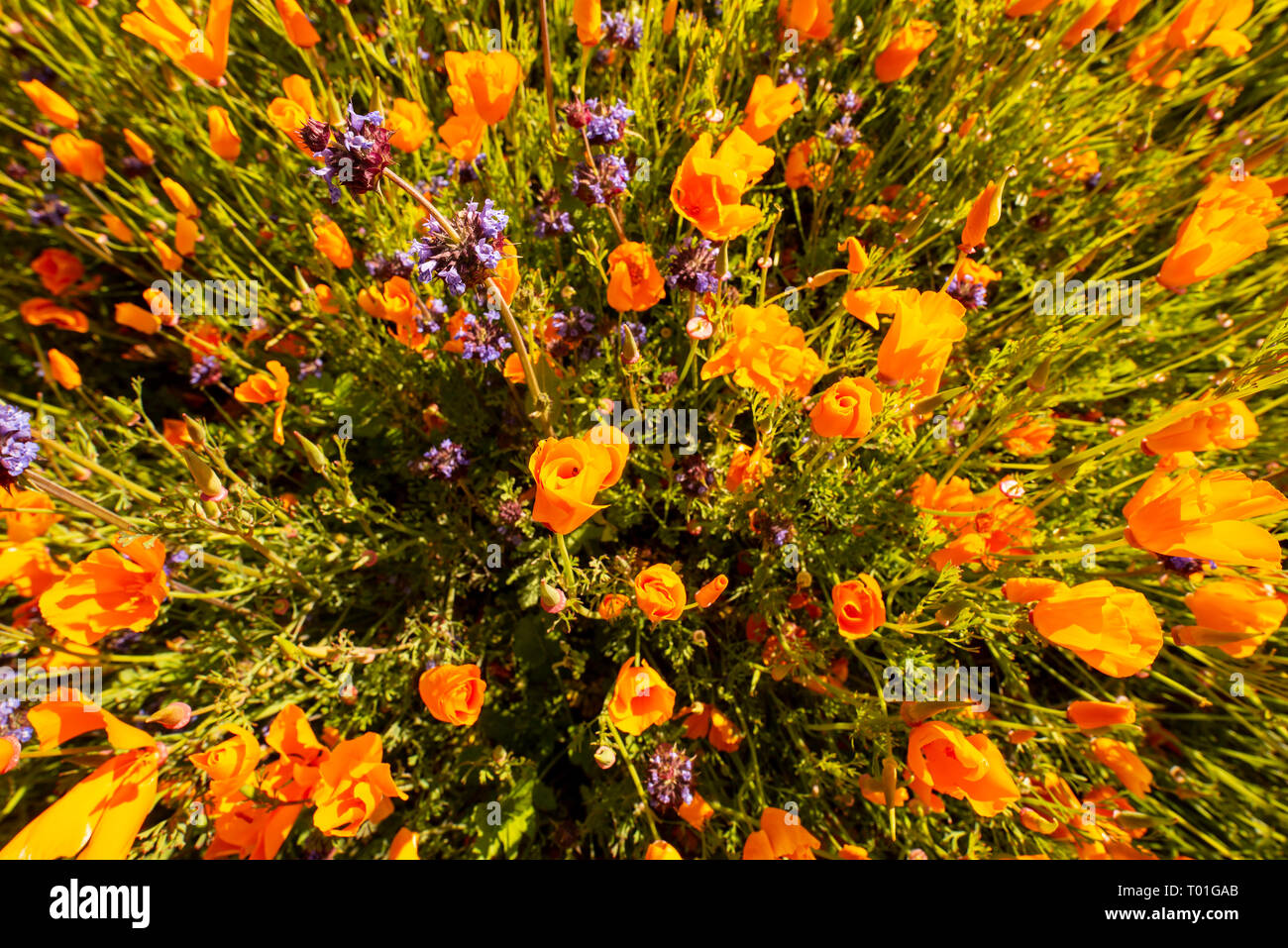 Wildflowers on the California Hills in the Superbloom Stock Photo - Alamy