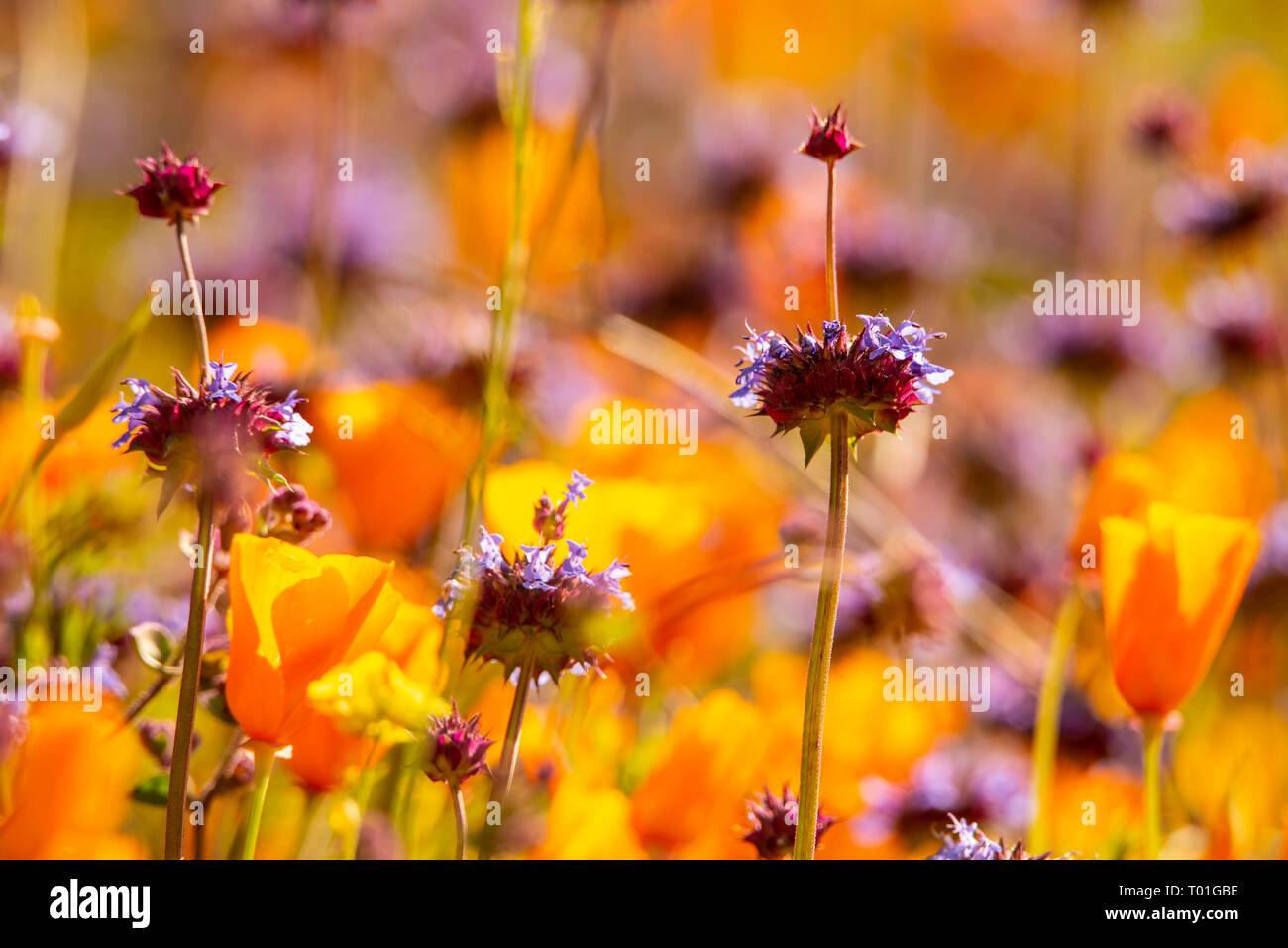 Wildflowers on the California Hills in the Superbloom Stock Photo - Alamy