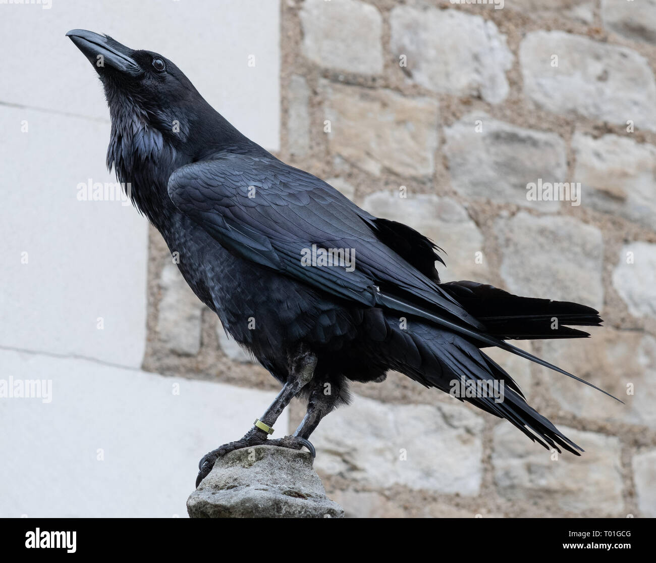 Crow standing hi-res stock photography and images - Alamy