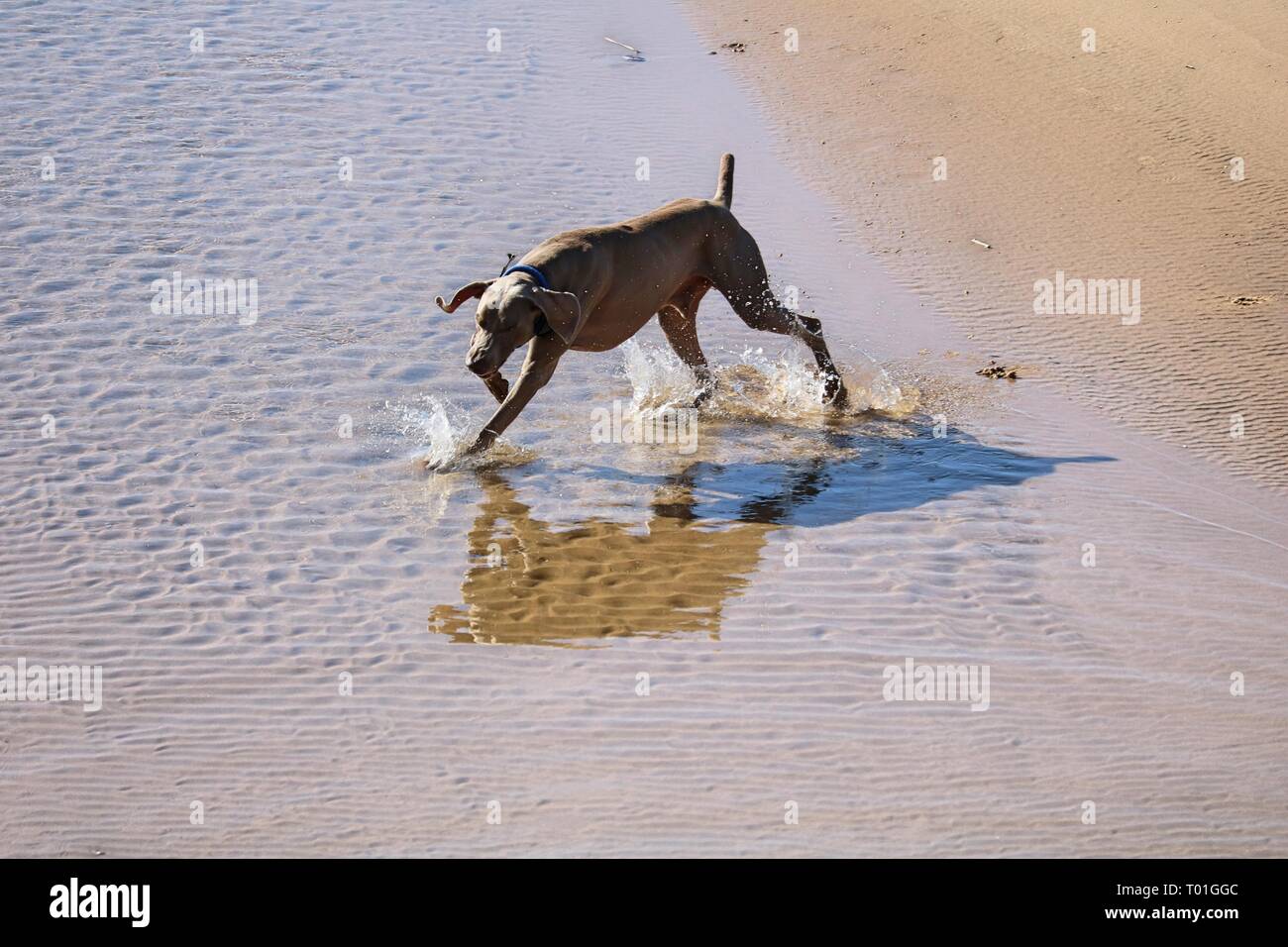 Dogs playing on the beach Stock Photo - Alamy