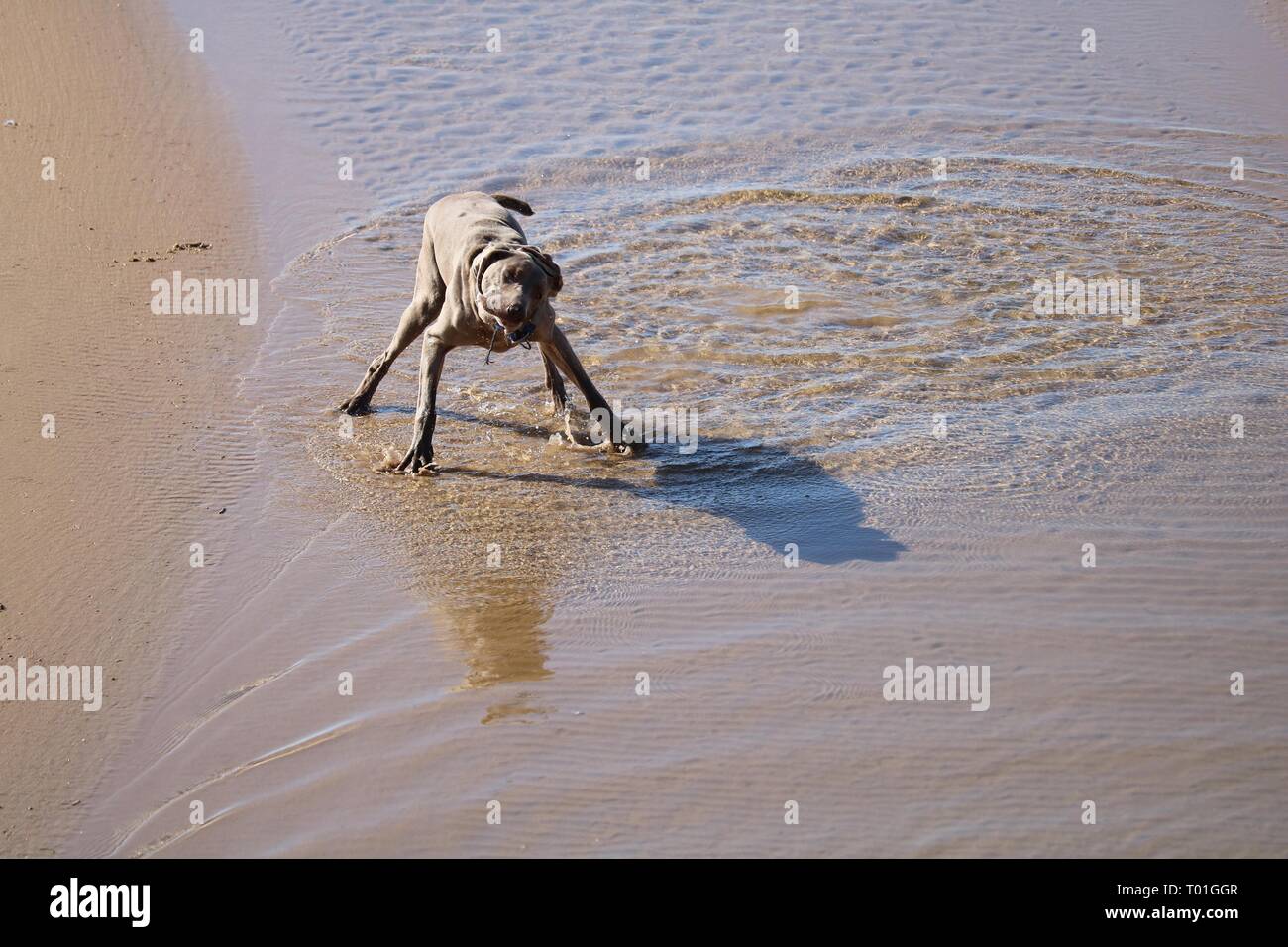 Dogs playing on the beach Stock Photo - Alamy
