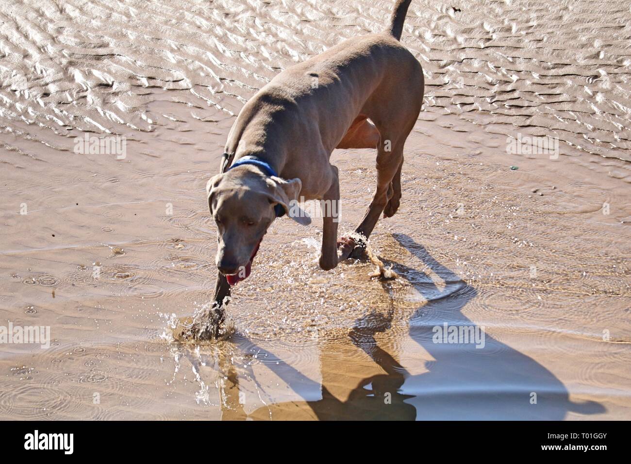 Dogs playing on the beach Stock Photo - Alamy