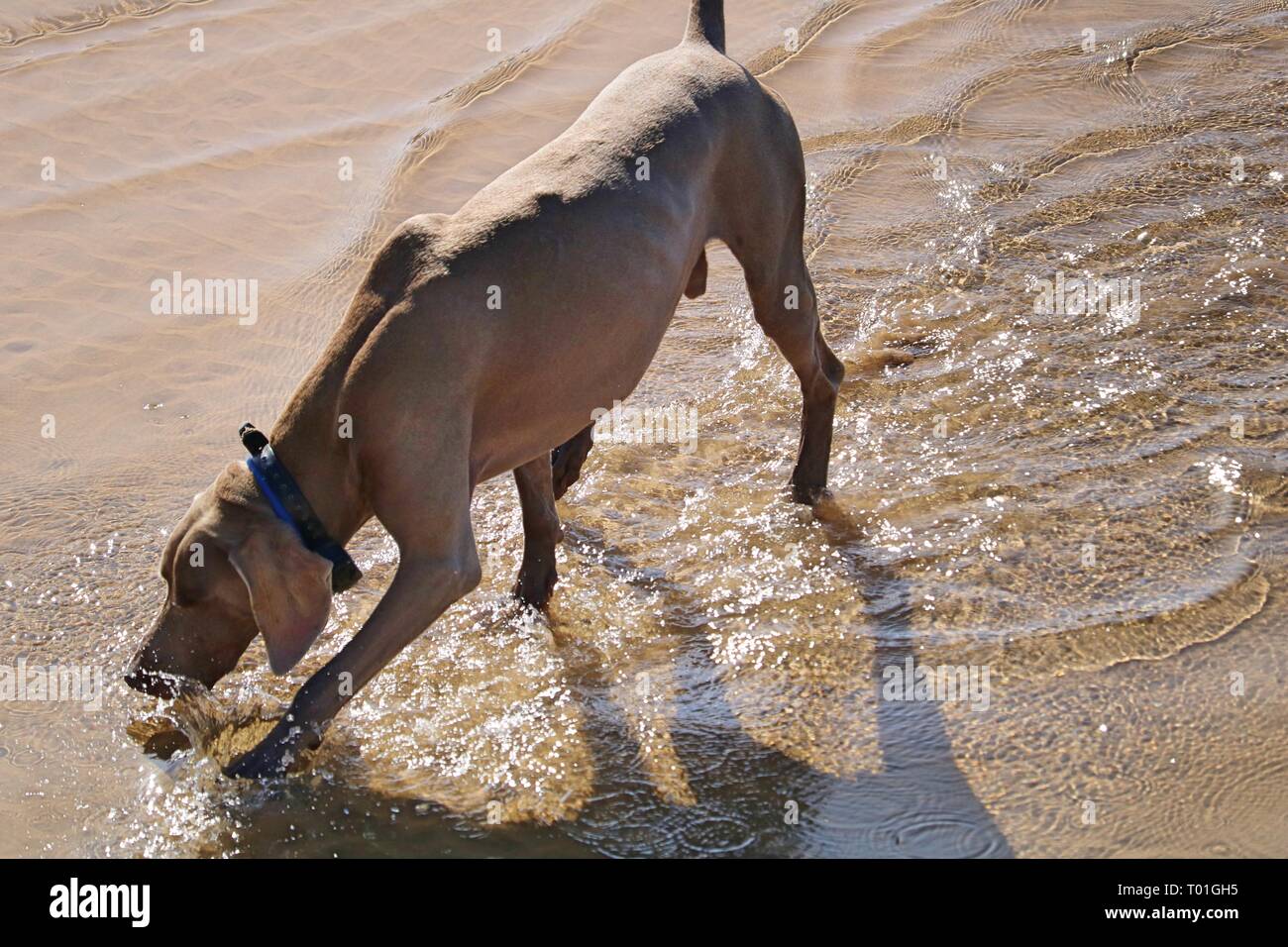 Dogs playing on the beach Stock Photo - Alamy