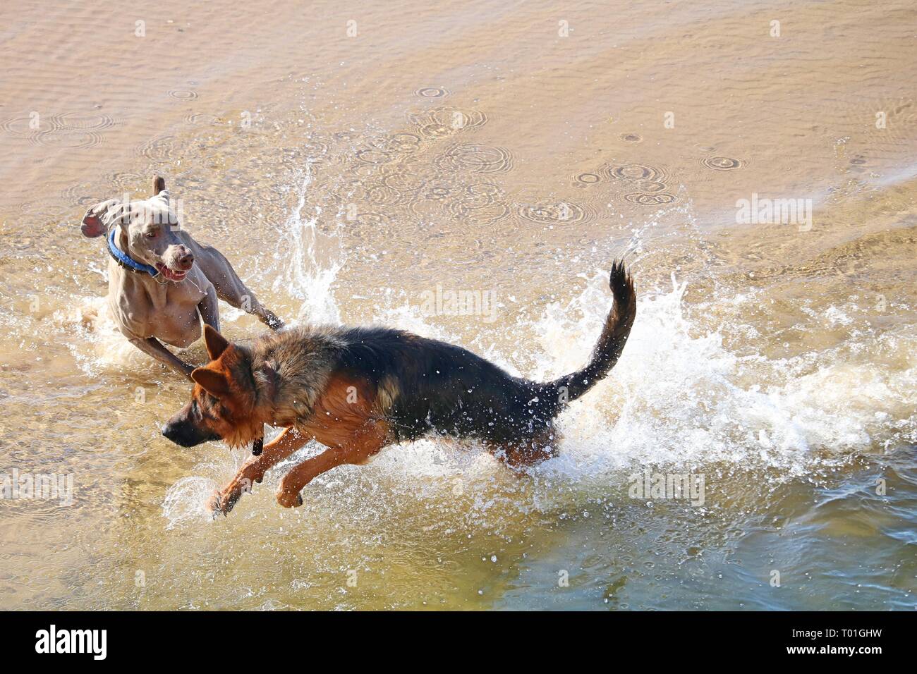 Dogs playing on the beach Stock Photo - Alamy