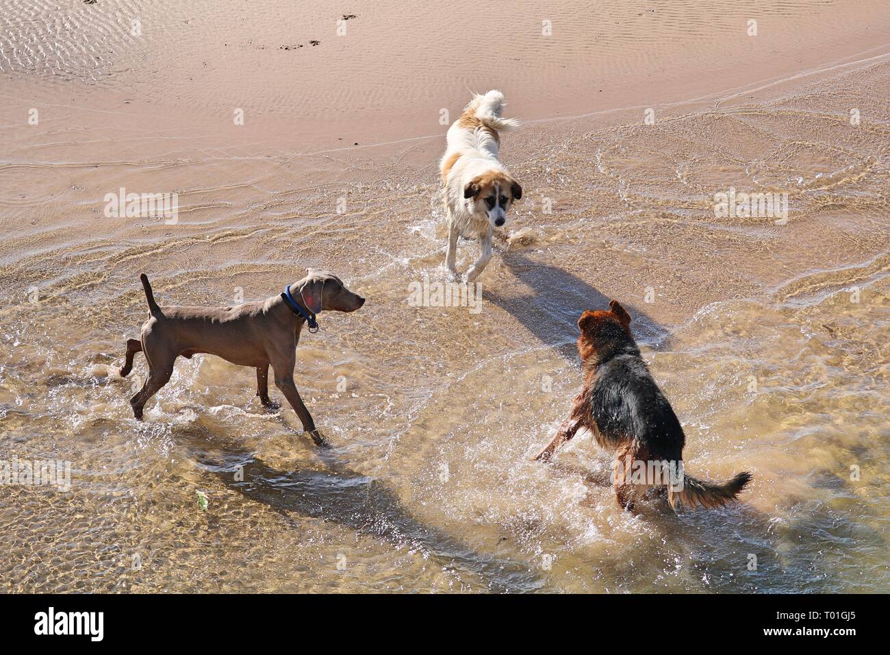 Dogs playing on the beach Stock Photo - Alamy