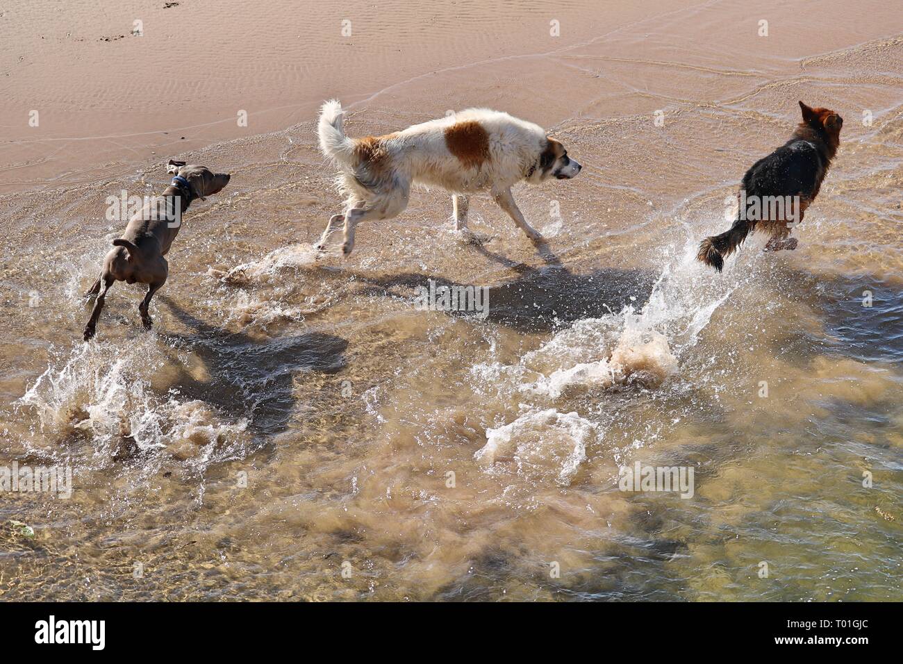 Dogs playing on the beach Stock Photo - Alamy