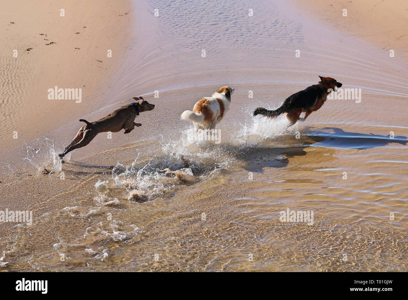 Dogs playing on the beach Stock Photo - Alamy