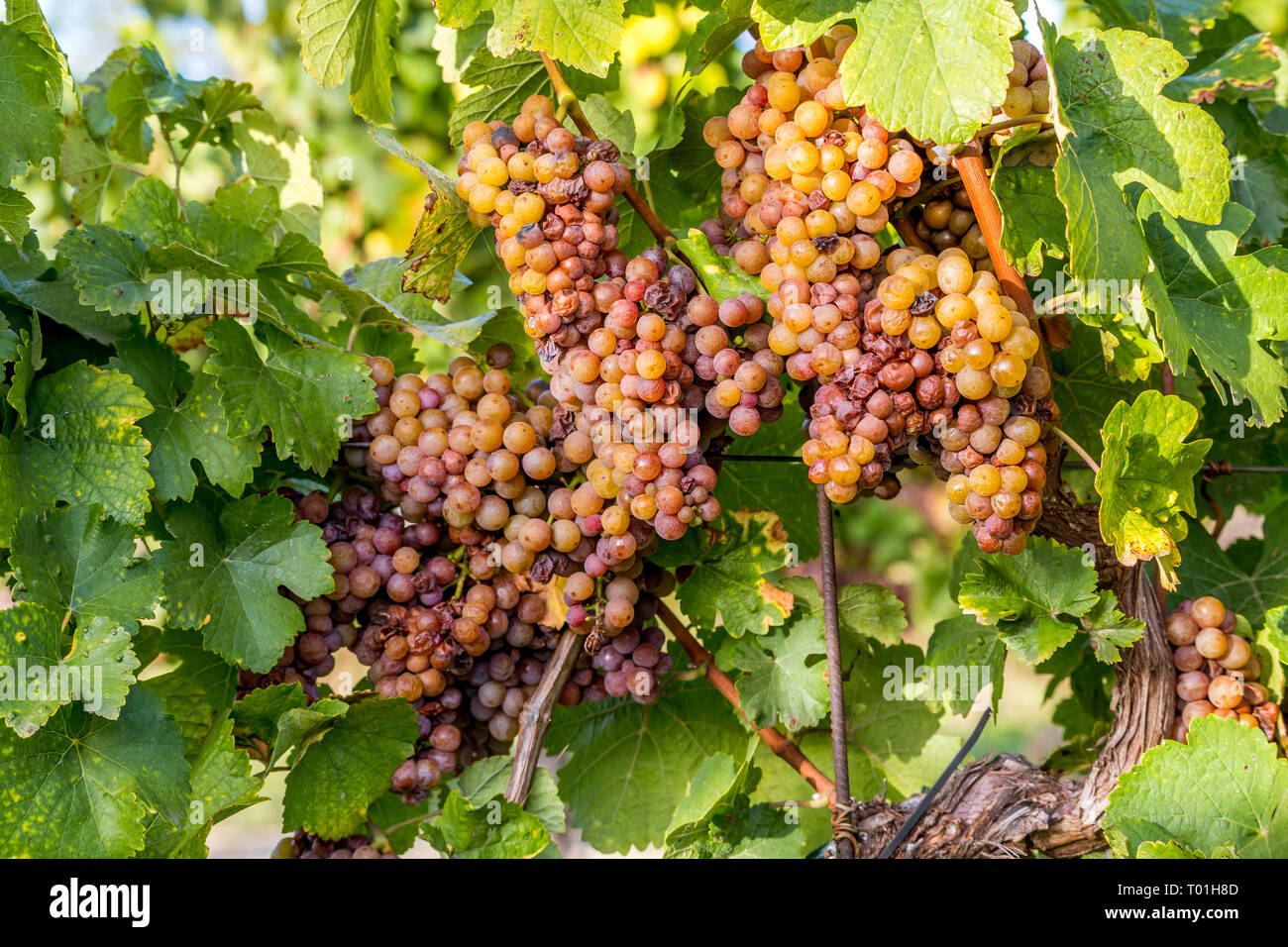 Botrytis grapes hi-res stock photography and images - Alamy