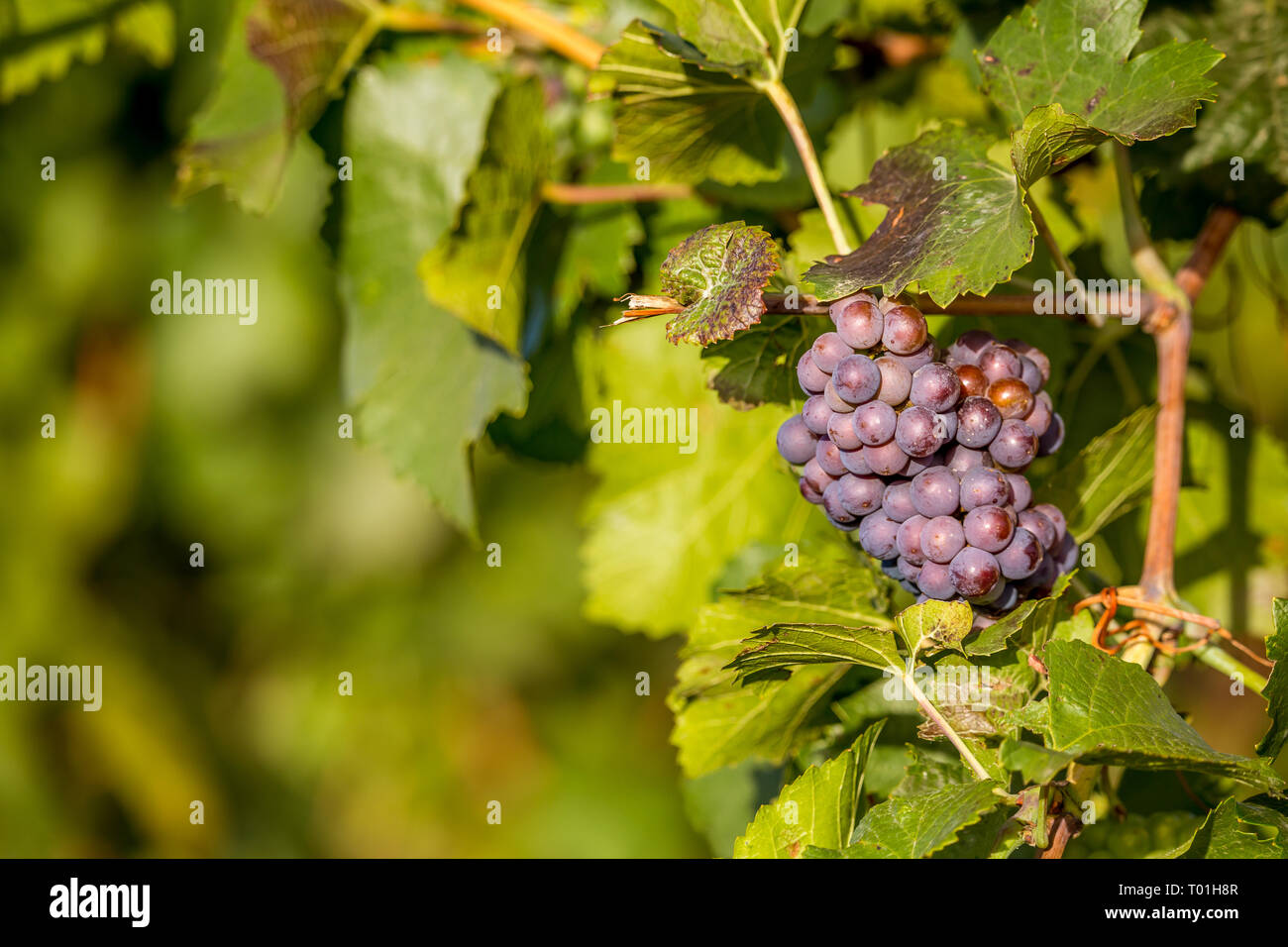 Red grapes before harvest hi-res stock photography and images - Alamy