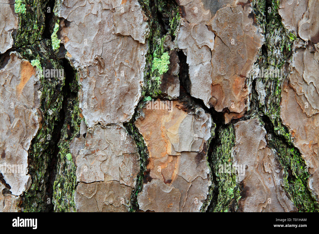 Macro view of pine bark with moss and lichen Stock Photo - Alamy