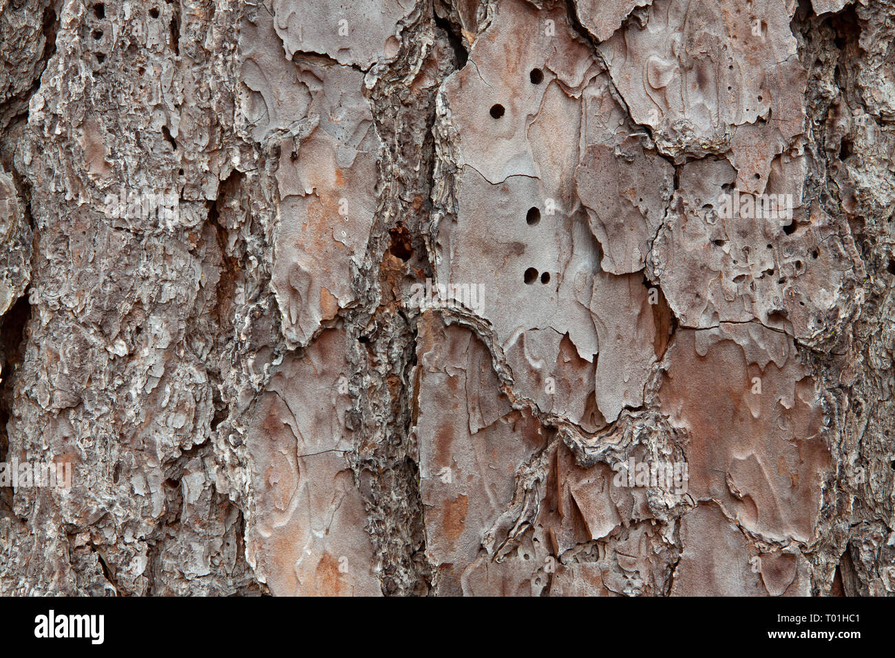 Beautiful view bark old pine hi-res stock photography and images - Alamy