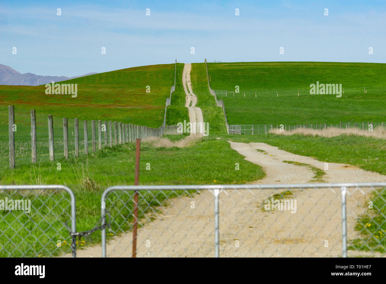 On farm dirt road across rolling pastures from gate running alongside ...