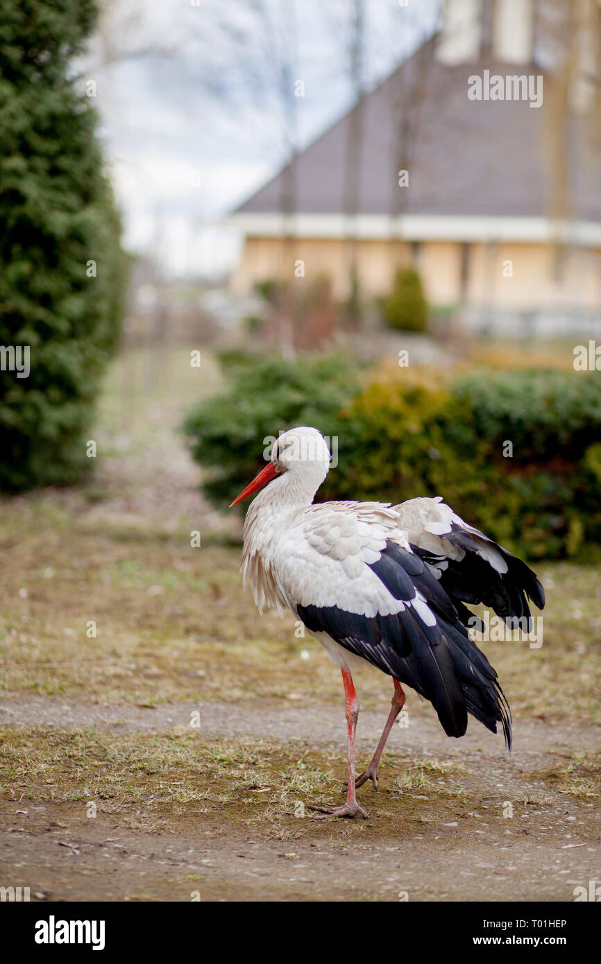Long beaks searching hi-res stock photography and images - Alamy