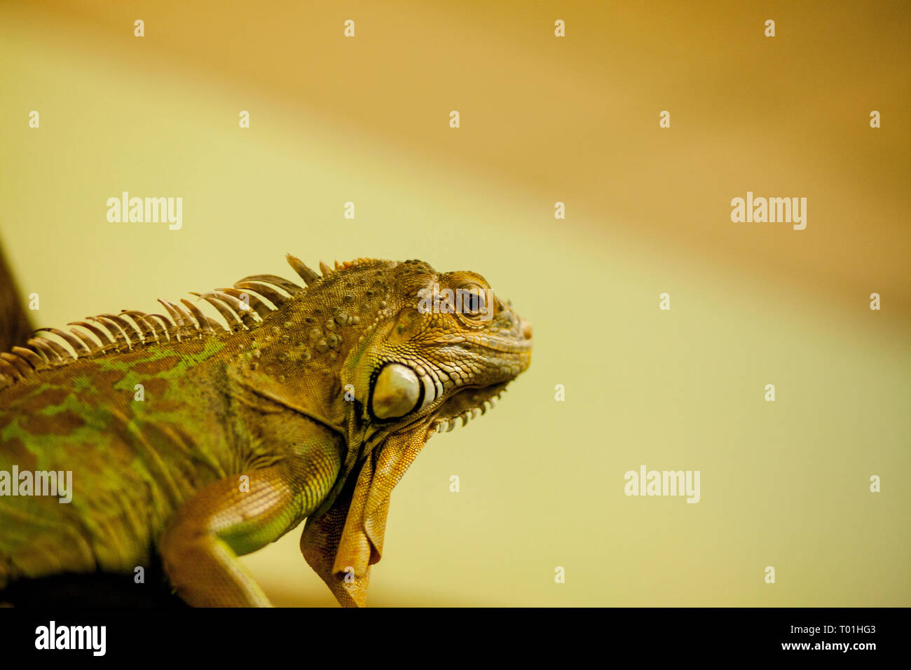 Green iguana, also known as American iguana, is a large, arboreal ...