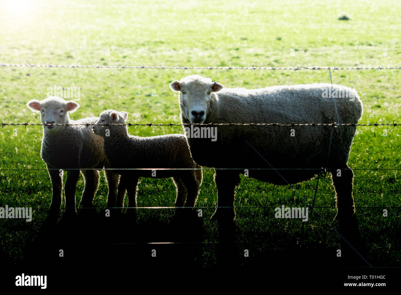 Sheep, ewe and two lambs looking inquisitively through fence Stock ...