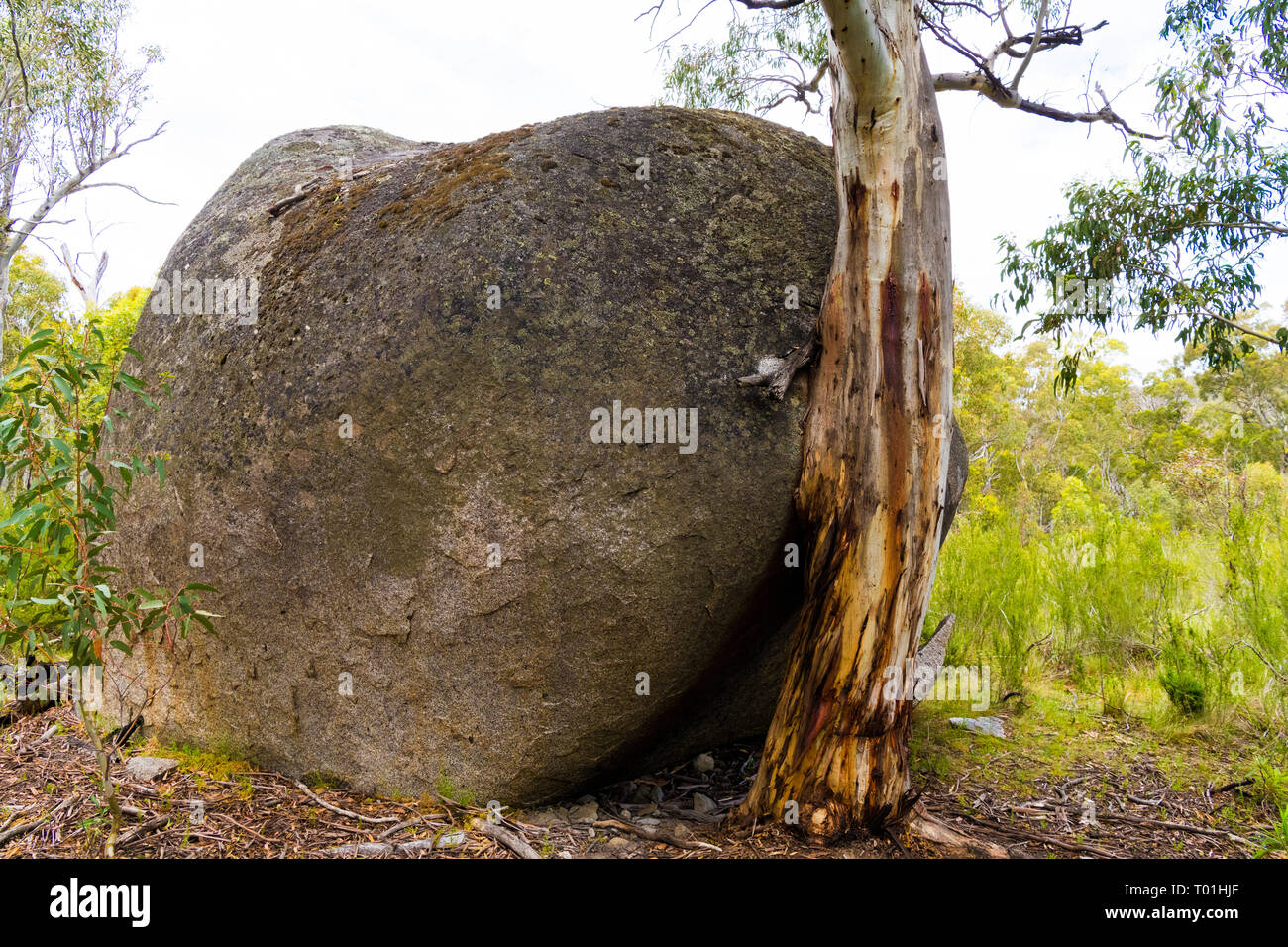 Native Australian forest vegetation in Kosciuszko National Park, NSW ...