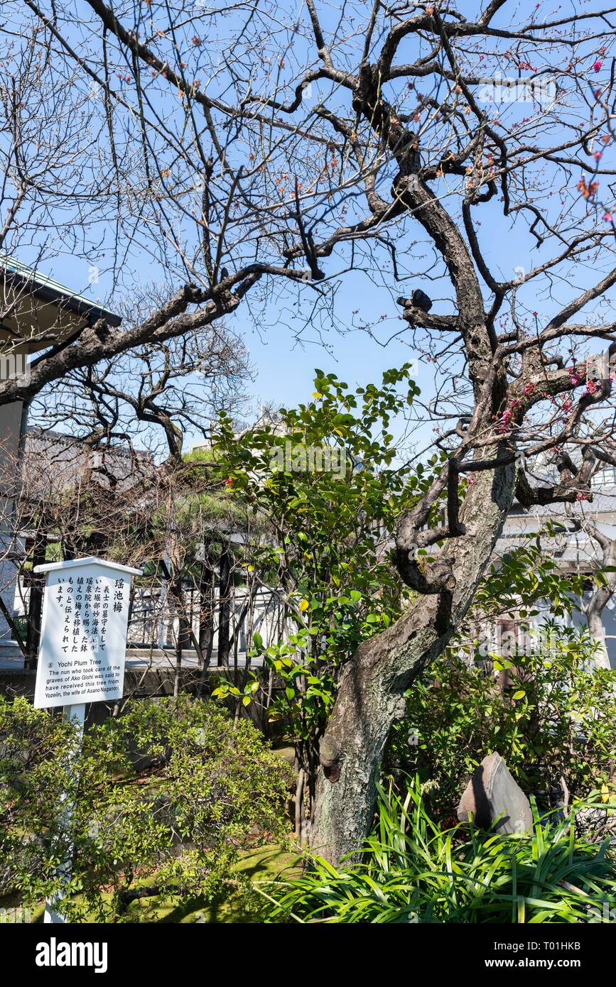 Yochi In High Resolution Stock Photography and Images - Alamy