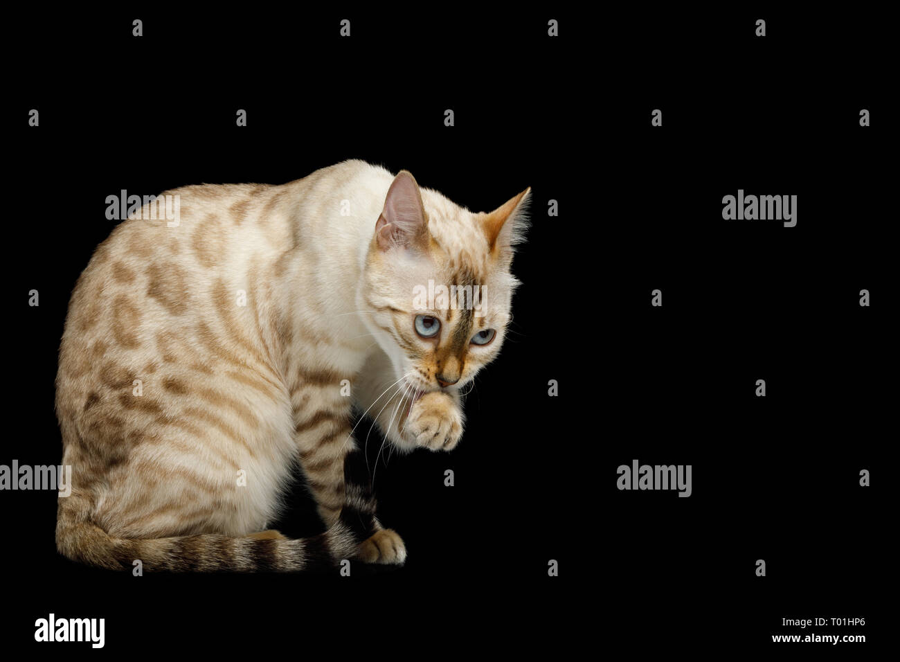 Washes Snow White Bengal Cat with rosette fur Sitting and licking paw ...