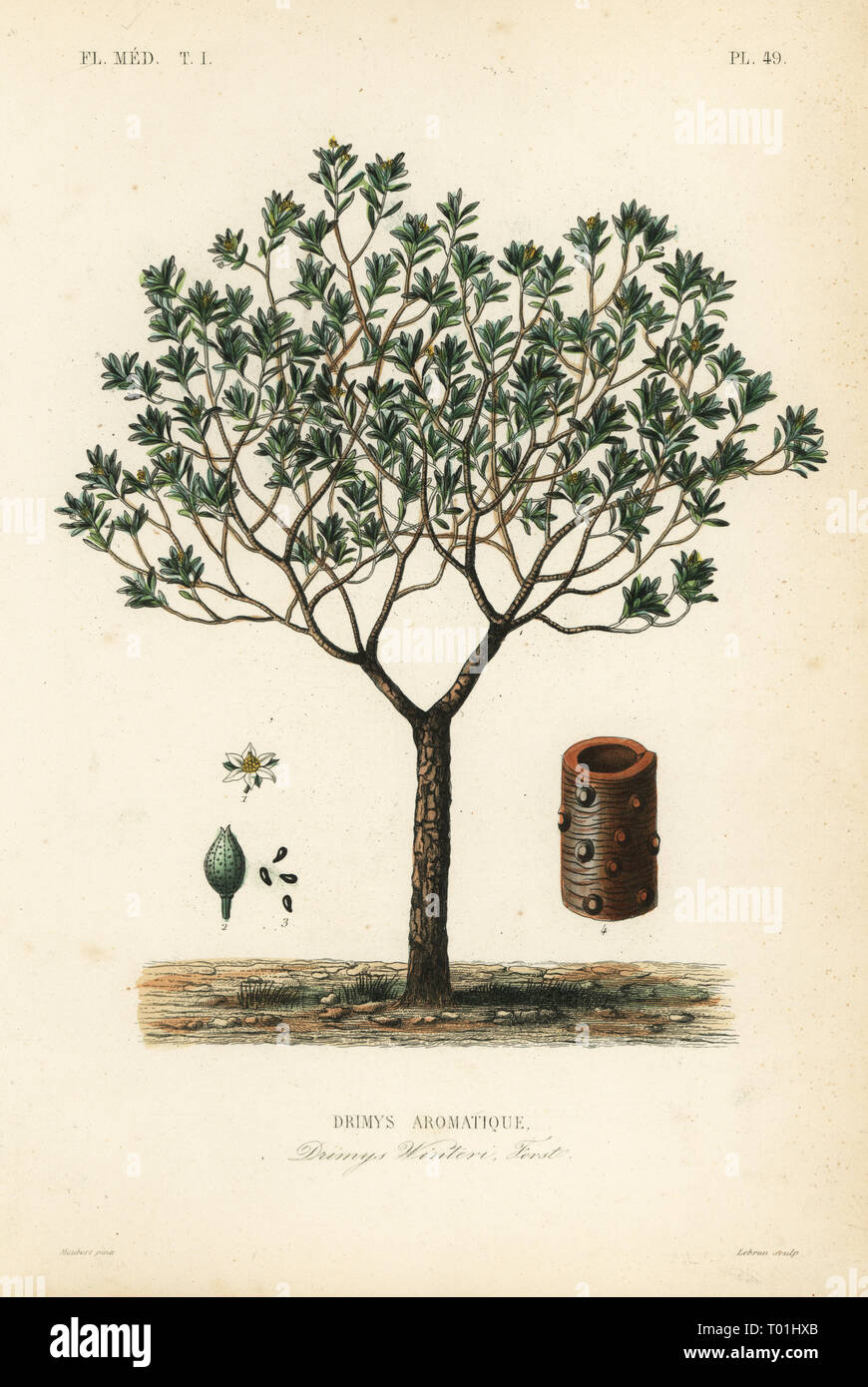 Winter's bark or canelo, Drimys winteri, Drimys aromatique ...