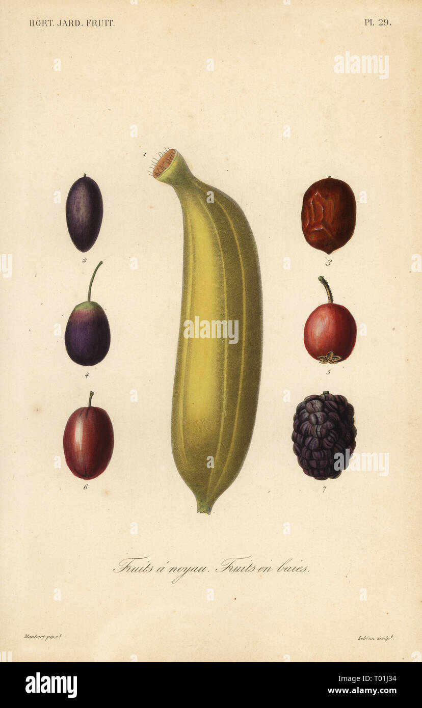 Musa sapientum hi-res stock photography and images - Alamy