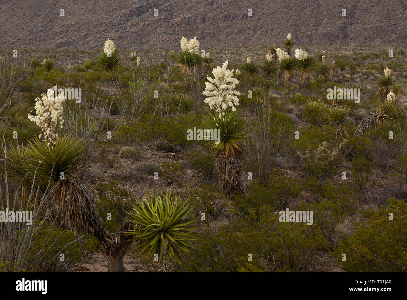 Quitman Mountains High Resolution Stock Photography and Images - Alamy