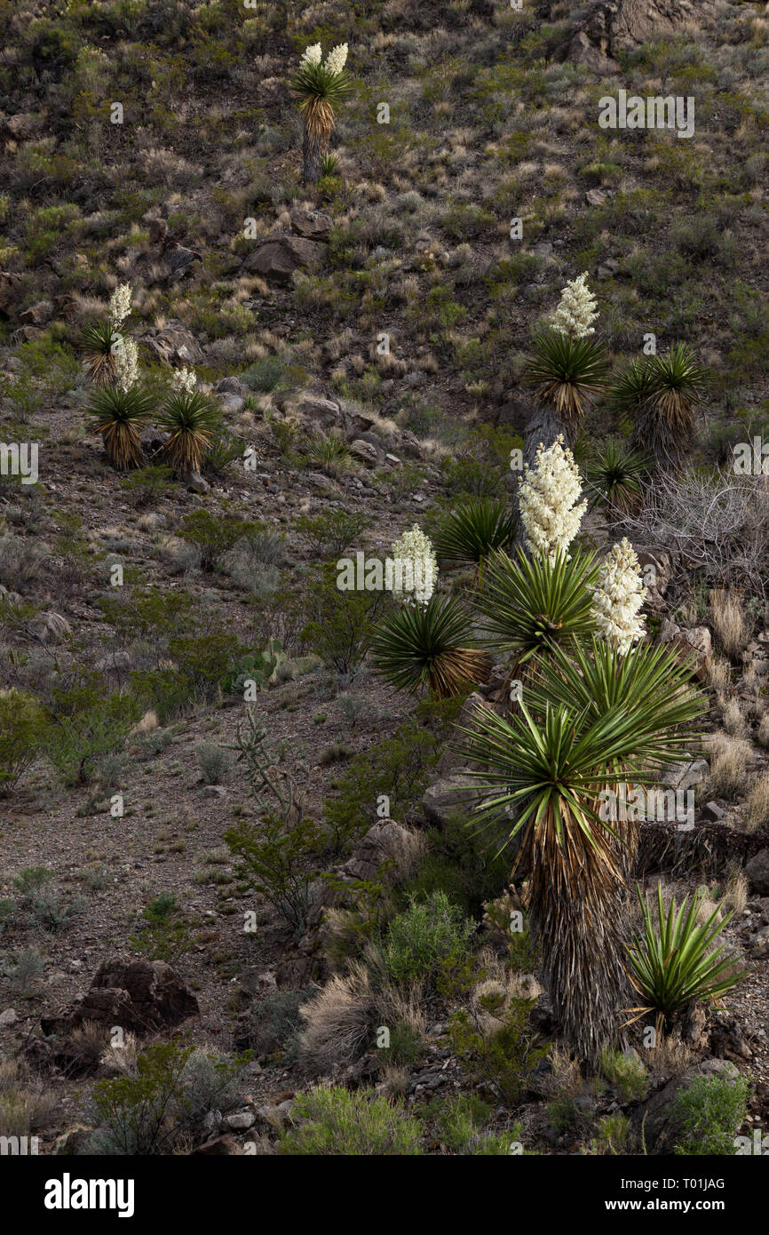 Quitman Mountains High Resolution Stock Photography and Images - Alamy