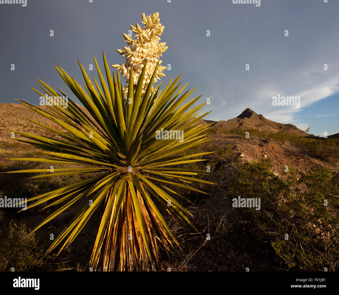 Quitman Mountains High Resolution Stock Photography and Images - Alamy