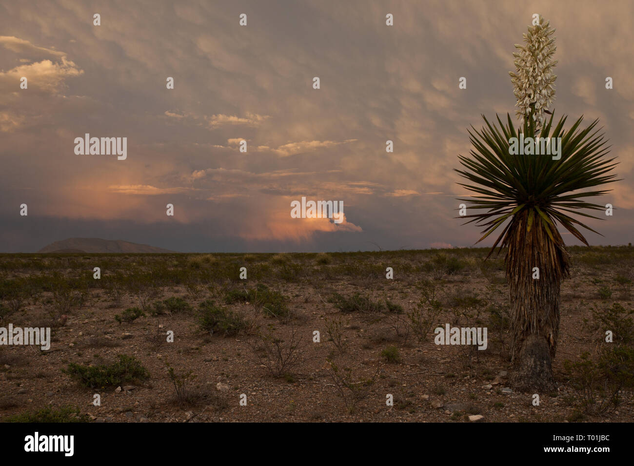 Quitman Mountains High Resolution Stock Photography and Images - Alamy