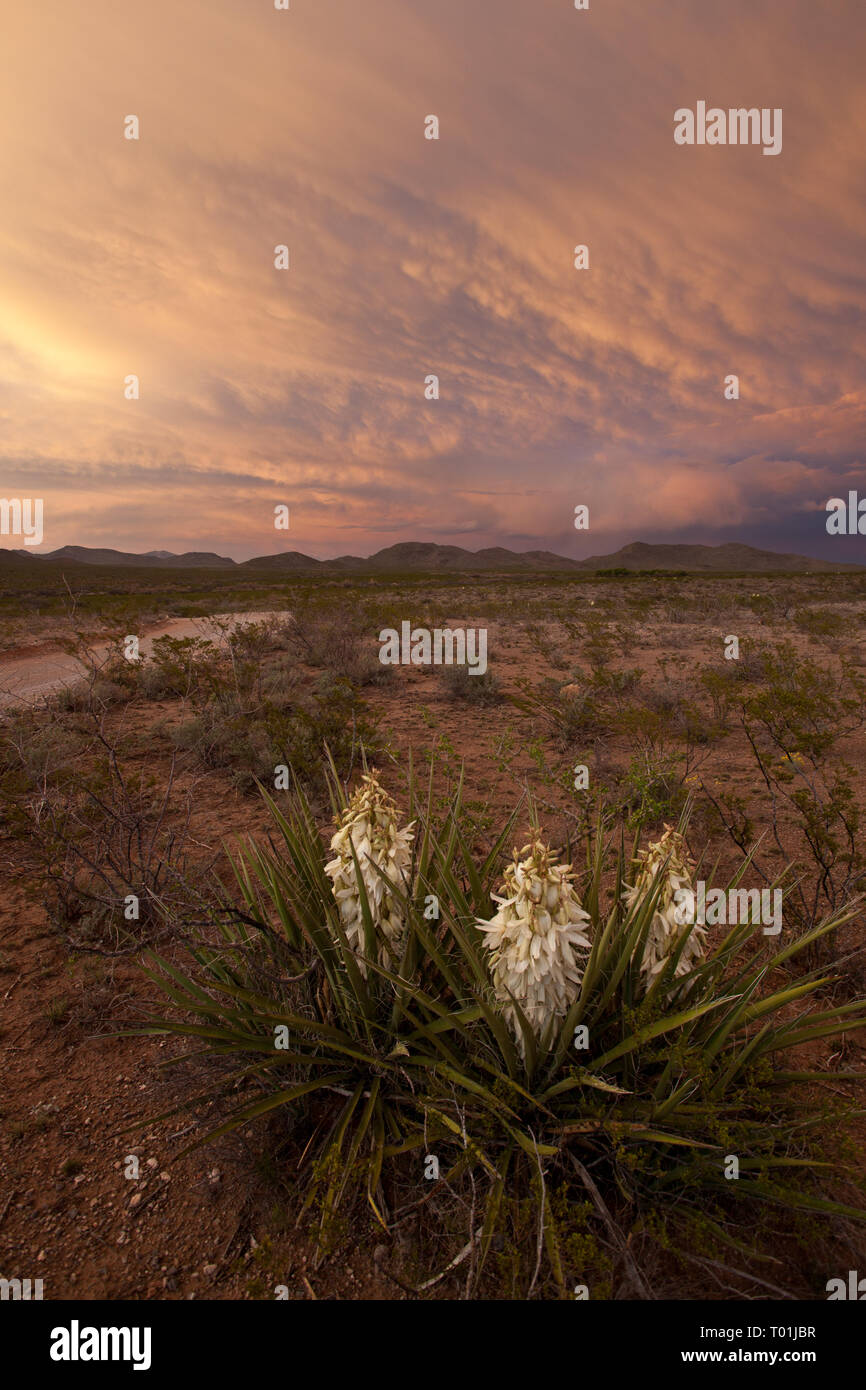Quitman mountains hi-res stock photography and images - Alamy