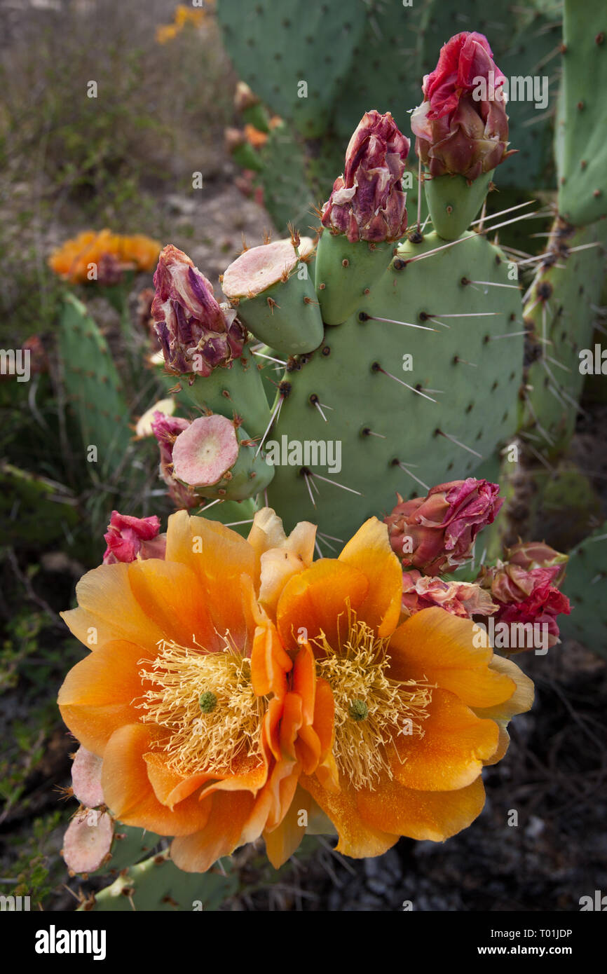 Texas cactus hi-res stock photography and images - Alamy