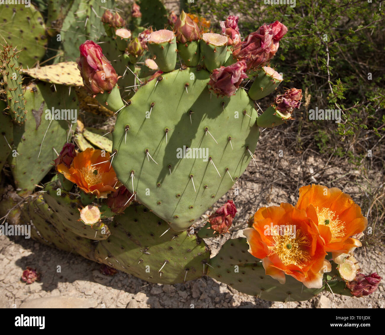 , Pecos County, Texas, USA Stock Photo - Alamy