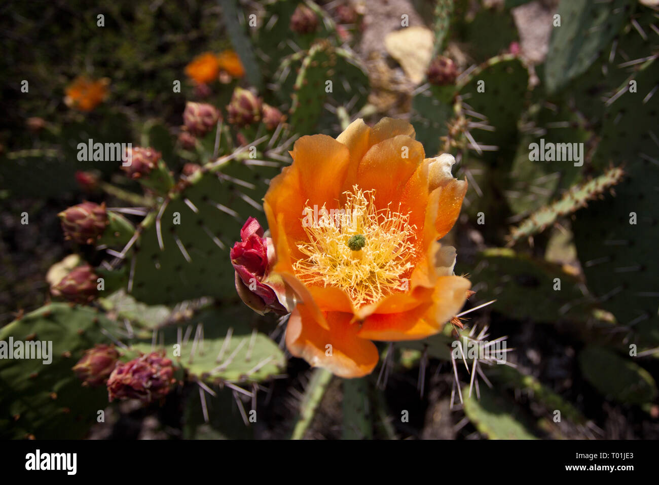 , Pecos County, Texas, USA Stock Photo - Alamy