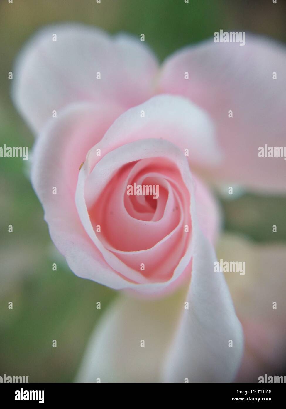 Rose rise hi-res stock photography and images - Alamy