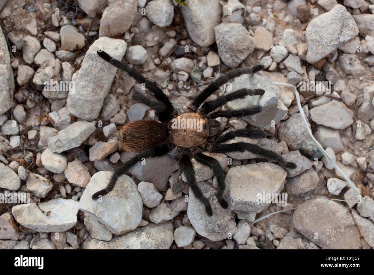 Black Gap Wildlife Management Area, Brewster County, Texas, USA Stock ...