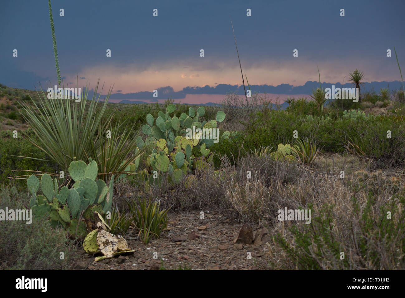 , Brewster County, Texas, USA Stock Photo - Alamy