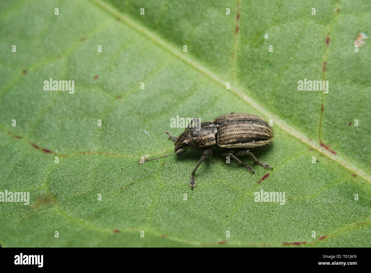 Pest animal hi-res stock photography and images - Alamy
